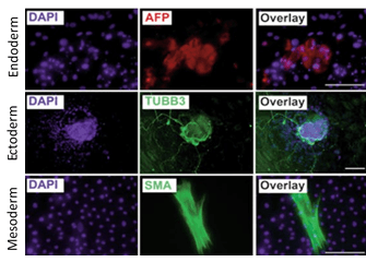 Scalable iPSC Expansion and Differentiation with CERO 3D