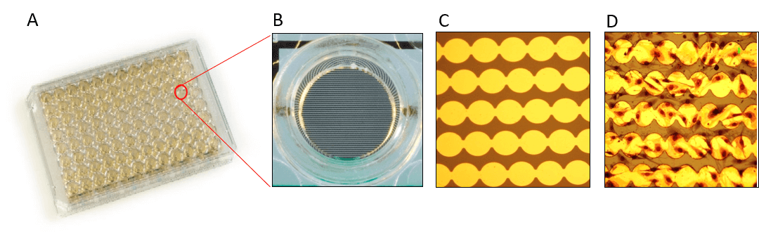 xCELLigence Real-Time Cell Analysis | Your Partner for Cell Research