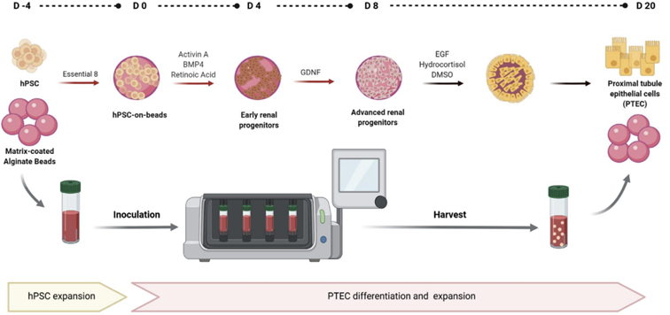 3D Organoid Models for Tumor Research with CERO 3D