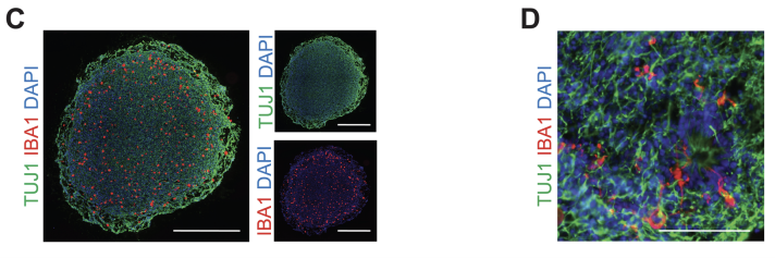 Scalable iPSC Expansion and Differentiation with CERO 3D