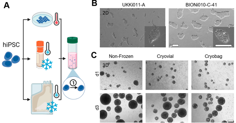 Scalable iPSC Expansion and Differentiation with CERO 3D
