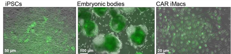 Scalable CAR-Macrophage Production for Immunotherapy
