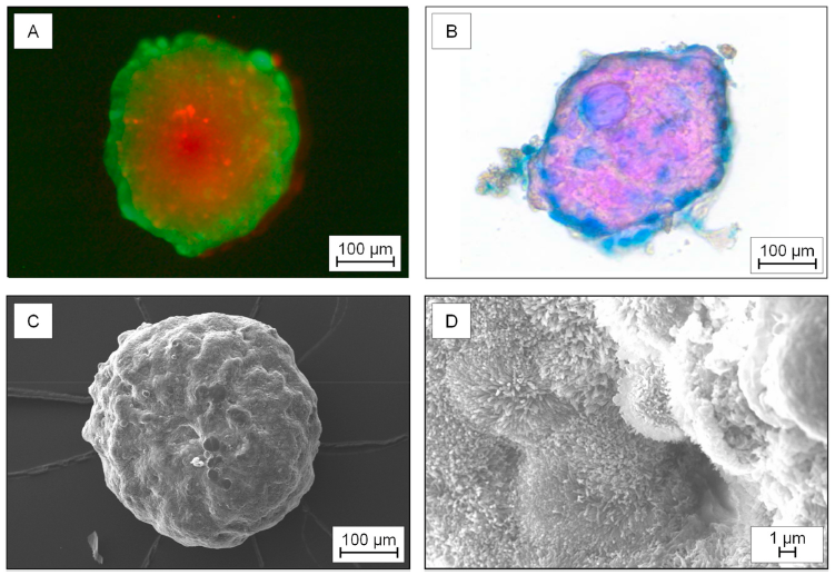 3D Spheroid Models for Hepatitis Virus Research