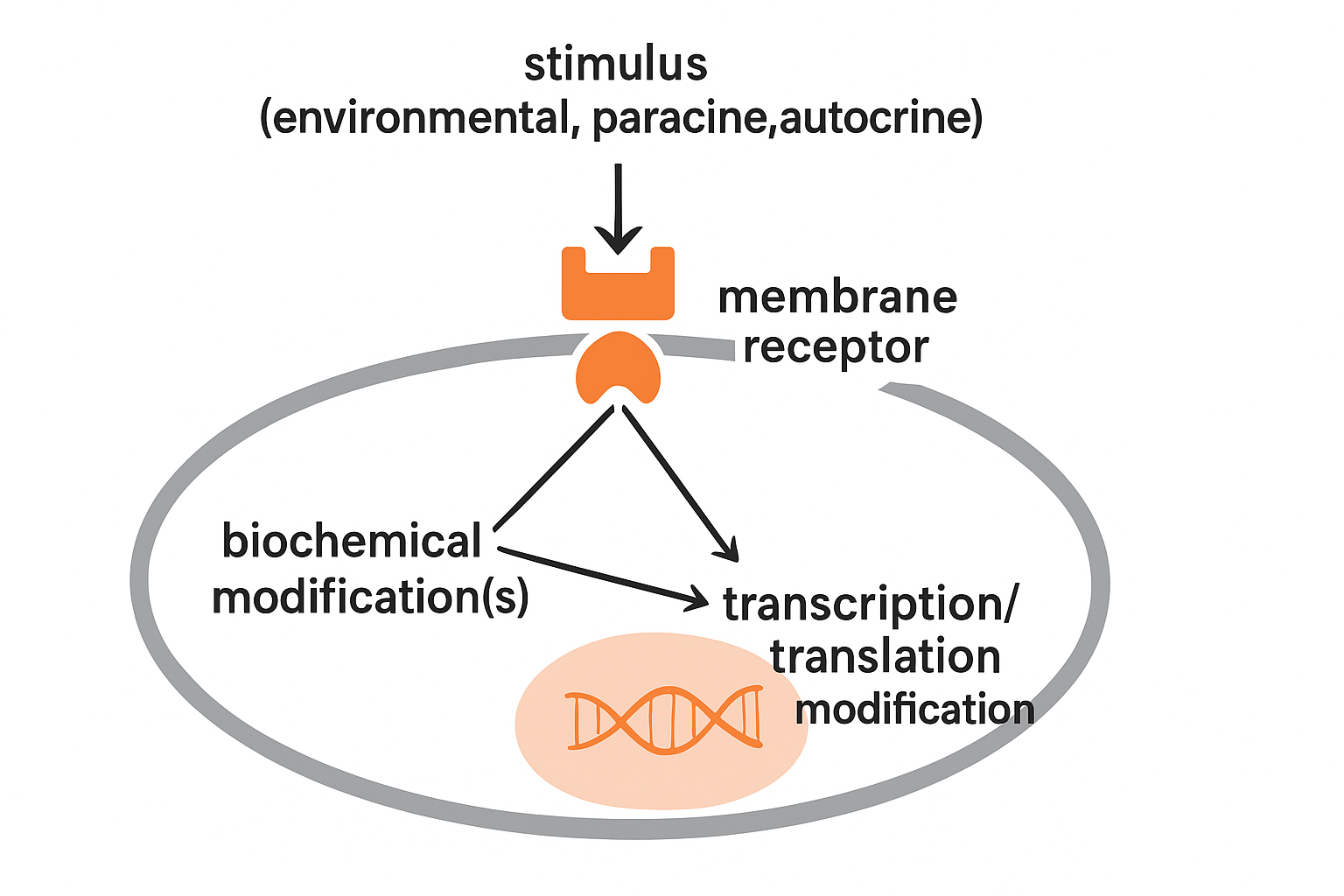 Cell Signaling | Your Partner in Cell Research